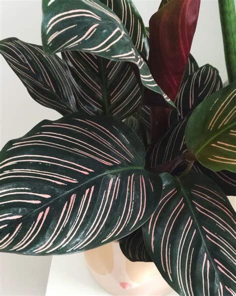 Calathea Ornata Plant Care Tips Artofit