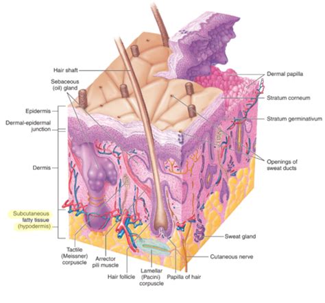 Lecture Integumentary System Flashcards Quizlet