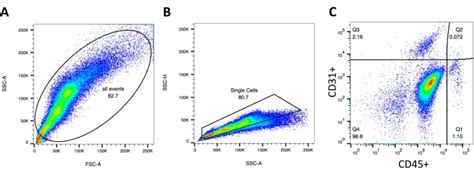 Isolation Of Regenerating Hepatocytes After Partial Hepatectomy In Mice Protocol