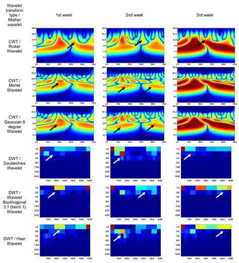 wavelet scalograms of scotopic 2 0 erg response in rabbit following