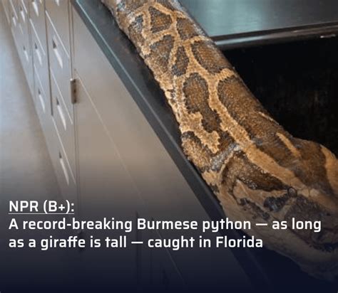 Record Breaking Burmese Python Captured In Florida Rnewswall Record Breaking Burmese Python Captured In Florida Rnewswall