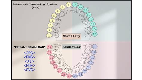 Universal Tooth Numbering System Chart