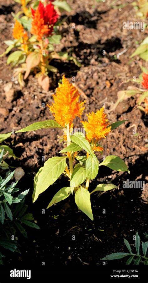 Beautiful Saplings Of Celosia Argentea Also Known As Plumed Cockscomb