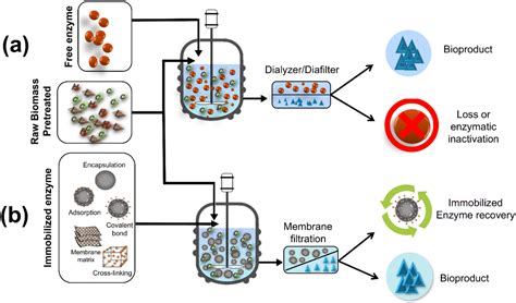 Enzyme Immobilization Advances A Key To Unlocking Renewable Bioenergy
