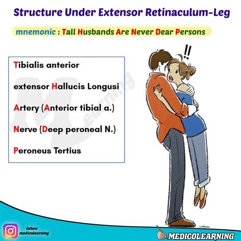 Calot S Triangle Boundaries Mnemonic Medicolearning