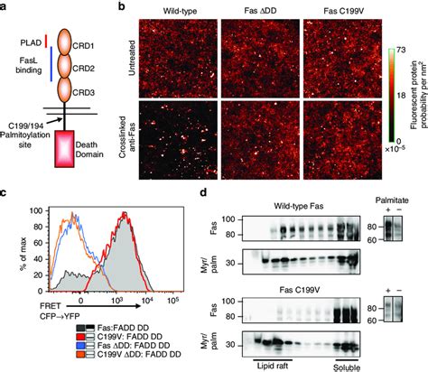 Characterization Of Palmitoylation Mutant Fas A Schematic Of The