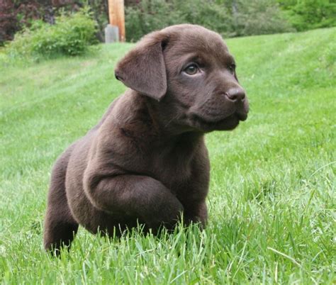 How Labrador Retrievers Coat Colors Are Determined Black Chocolate