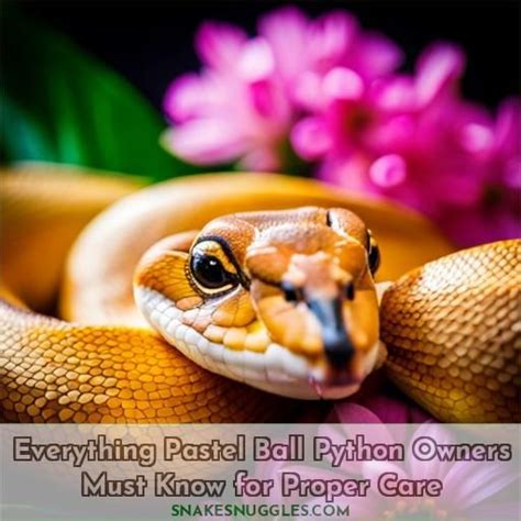 Pastel Ball Pythons Mastering The Beauty Of These Stunning Morphs