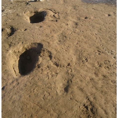 Niles Eldredge American Museum Of Natural History New York Paleontology Research Profile