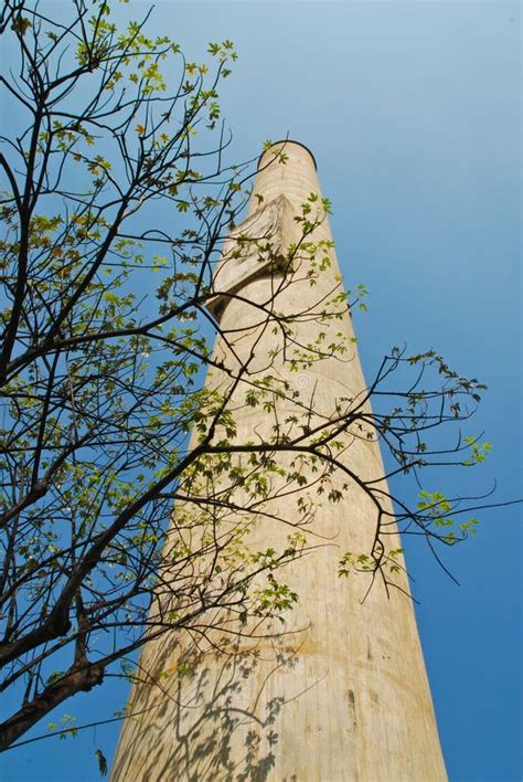 Branch Of Tree Among Stack Stock Image Image Of Chimney 55680761