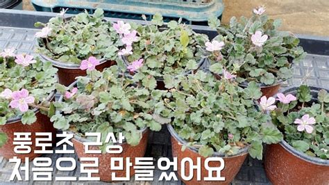 풍로초 근상 만들었어요 Youtube