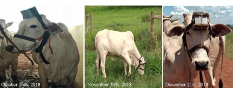 Ingestive Behaviour Activities Based On Bioacoustic Signals In Grazing