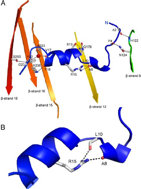 The Soluble N Terminal Segment Of Mvdac1 A The Hydrogen Bonding