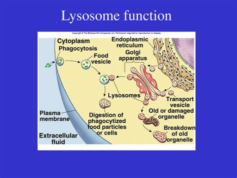 Chapter 5 Cellular Structures Ppt Download