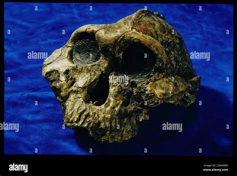 Schädel Des Australopithecus Boisei Nationalmuseum Kenia 1984skull Of