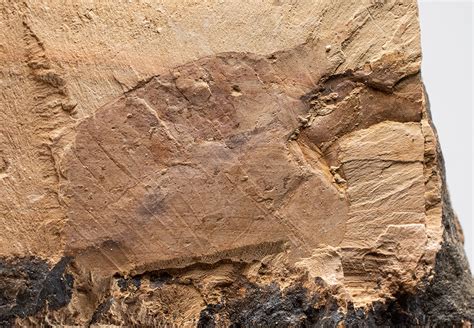 Cambrian Mystery Animal Vetulicola The Natural Canvas