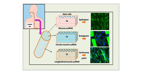 Differentiation Of Bmscs On Biocompatible Biodegradable And Biomimetic Scaffolds For Largely