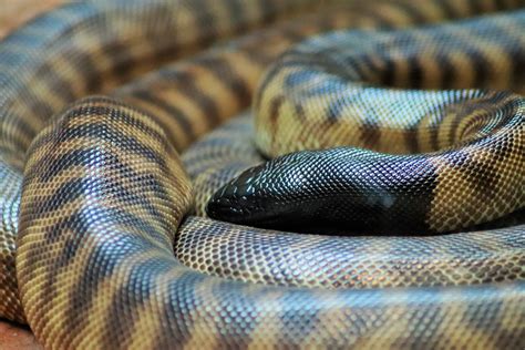 Black Headed Python Aspidites Melanocephalus Zoochat