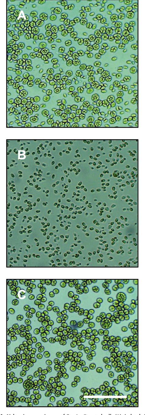 Figure 3 From Photosynthetic Adaptation And Multicellularity In The Antarctic Psychrophile