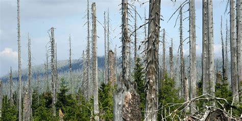 Хүчиллэг бороо гэж юу вэ