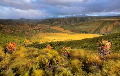 Gondwana Game Reserve Malaria Free Game Reserve Garden Route South