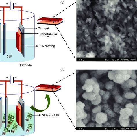 A Schematic Illustration Of The Generation Of Ordered Titanium Download Scientific Diagram