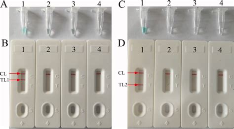 The Rapid And Visual Detection Of Methicillin Susceptible And Methicillin Resistant