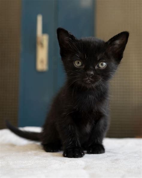 Bombay Kittens For Sale California At Nichelle Hock Blog