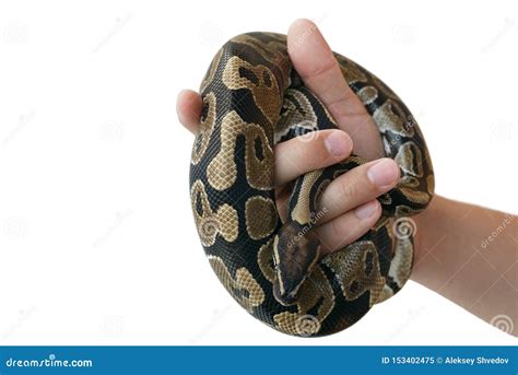The Image Of The Royal Or Ball Python On The Hand Of Man Stock Image