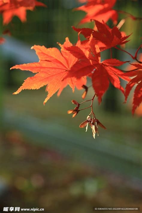 枫叶 摄影图 自然风景 自然景观 摄影图库 昵图网