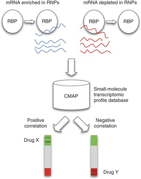 Schematic Depiction Of One Of The Applications Of Rnp Dynamics