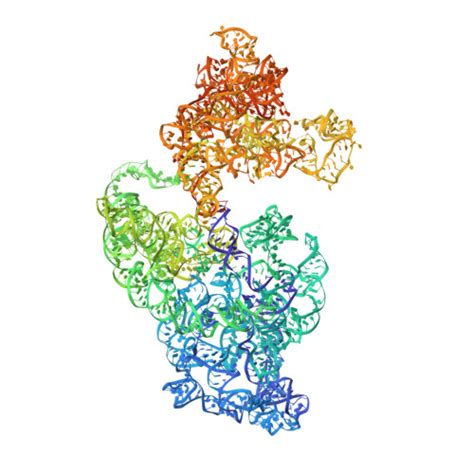 RCSB PDB WKP Structural Basis Of Translation Inhibition By A Valine TRNA Derived Fragment