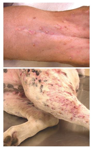 How Do You Treat Pyoderma In Dogs
