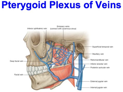Pterygoid Venous Plexus Anatomy Tributaries Drainage Kenhub