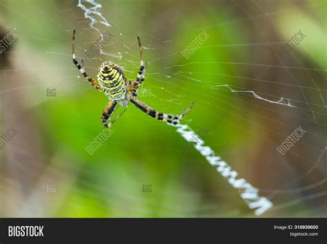 Close Spider Nature Image Photo Free Trial Bigstock