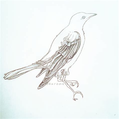 Mockingbird Sketch At Explore Collection Of