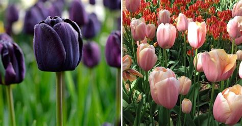 20 Types Of Tulips That Feature The Most Beautiful And Unique Colors