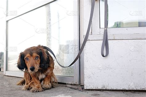 那条狗被用项圈拴在街上的大楼上。