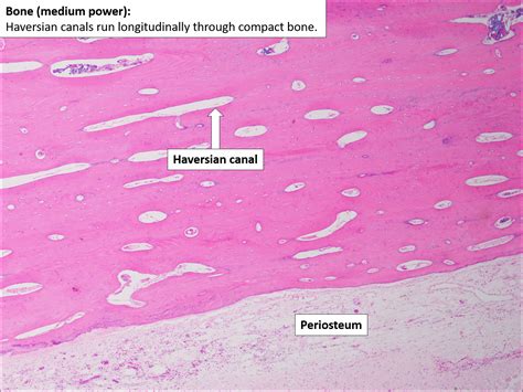 Bone Histology