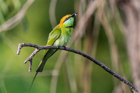 Green Bee Eater Merops Orientalis