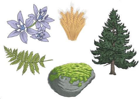Classifying Plants Review Quiz