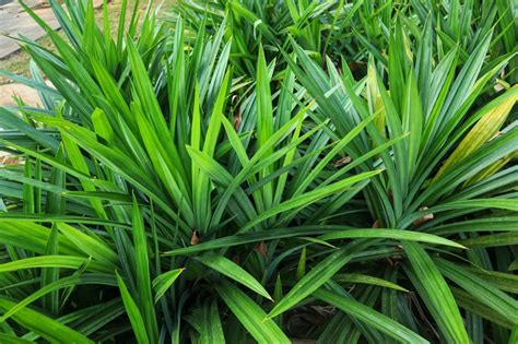 【保存版】パンダンリーフを育てて収穫！効能から増やし方まで完全解説 野菜苗・植物苗の通販│人気の家庭菜園 苗のセレクト通販【itanse】