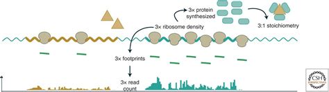 Ribosome Profiling Global Views Of Translation