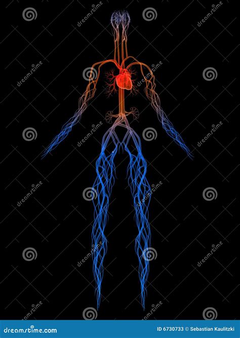 Vascular System Cartoon Vector 6443141
