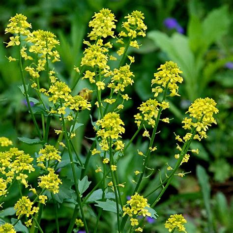 12 Edible Wild Plants With Extraordinary Health Benefits You Can Forage For