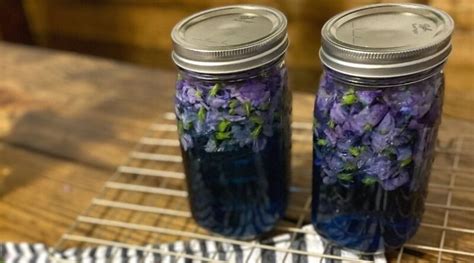 How To Make A Wild Violet Tea Recipe Mama On The Homestead