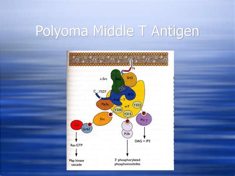 Ppt Carcinogenesis And Tumor Viruses Powerpoint Presentation Free Download Id1215860