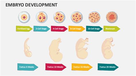 Ppt Embryology And Its Practical Use Powerpoint