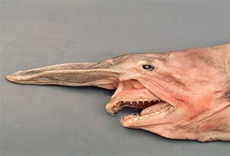 Goblin Shark Jaw Name