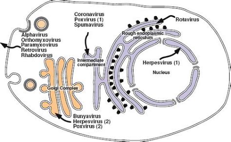 Virus Assembly Basicmedical Key